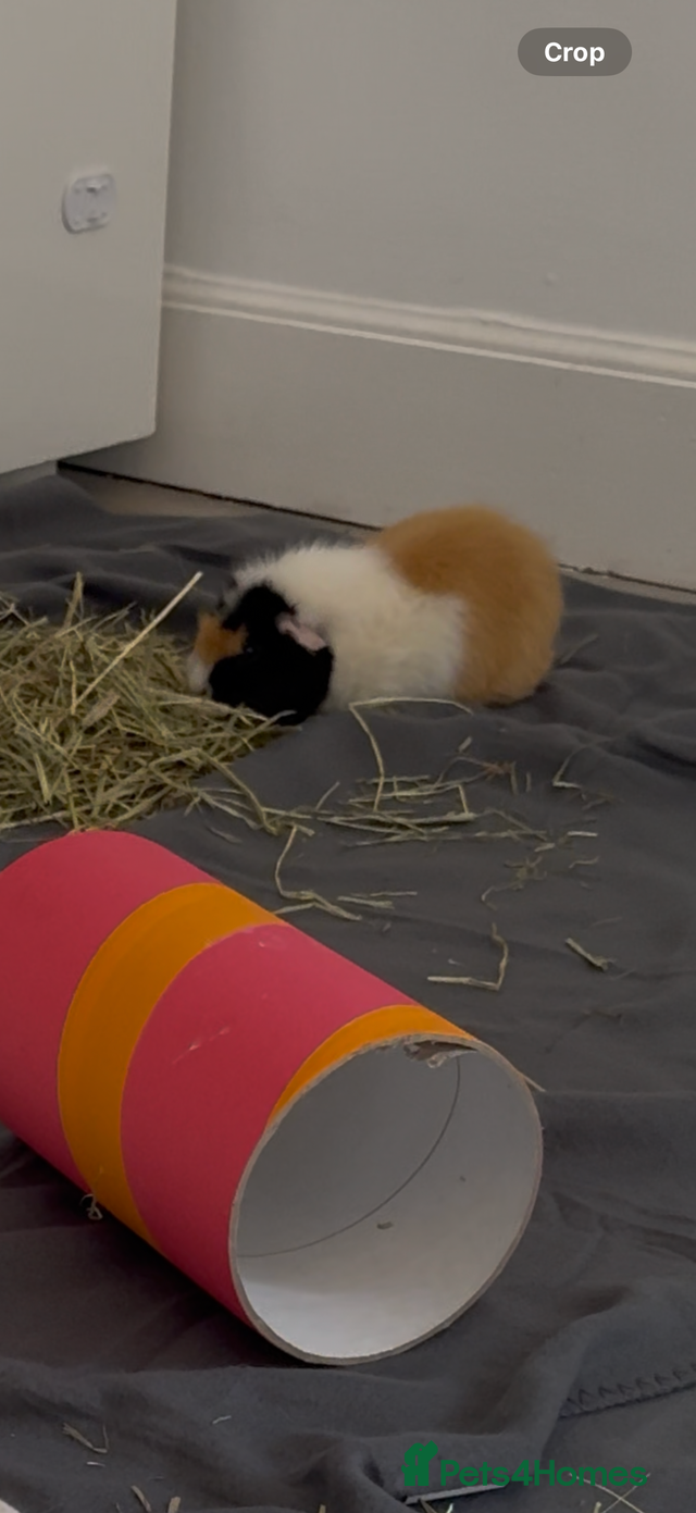 2 female guinea pigs for sale in Kilmarnock | Pets4Homes