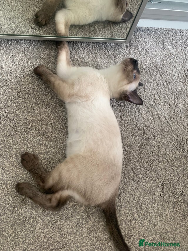 Beautiful Siamese boy ready to leave for sale in Solihull | Pets4Homes