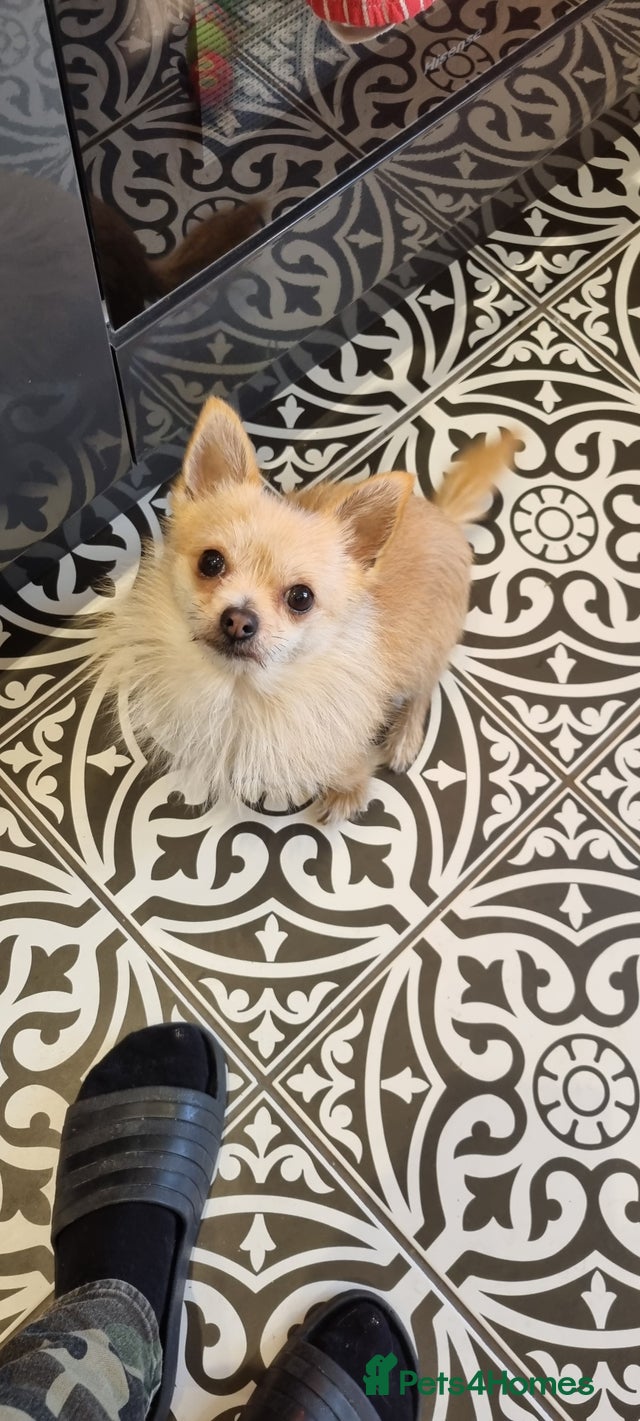 2 year old Pomchi boy for sale in Letchworth Garden City | Pets4Homes