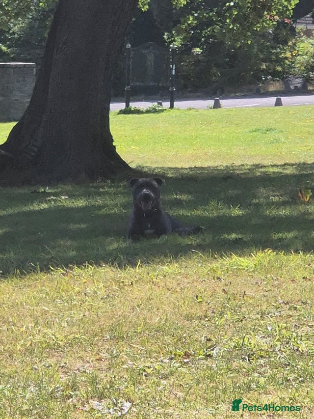 Staffordshire Bull Terrier for Stud for stud in Ebbw Vale | Pets4Homes