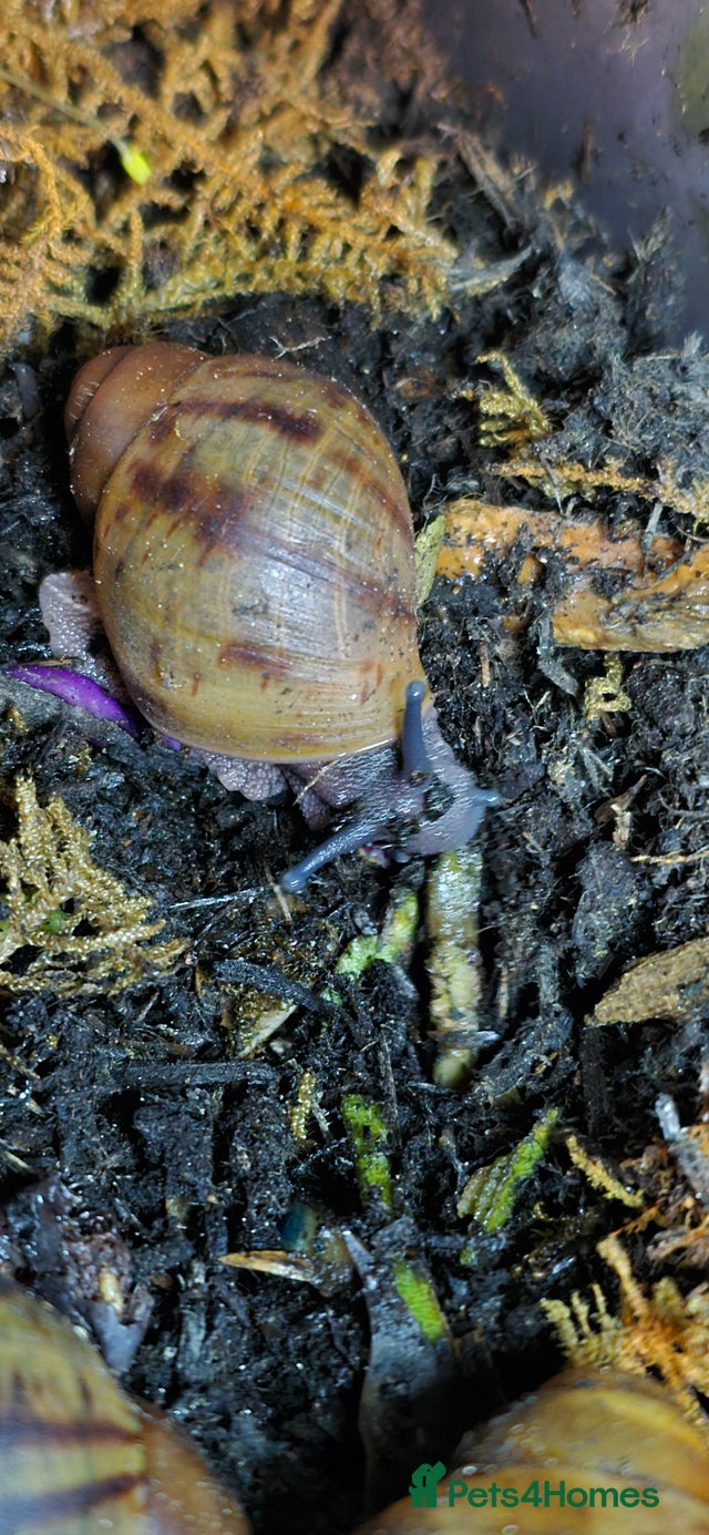 Ovum giant african land snails for sale in Birmingham | Pets4Homes
