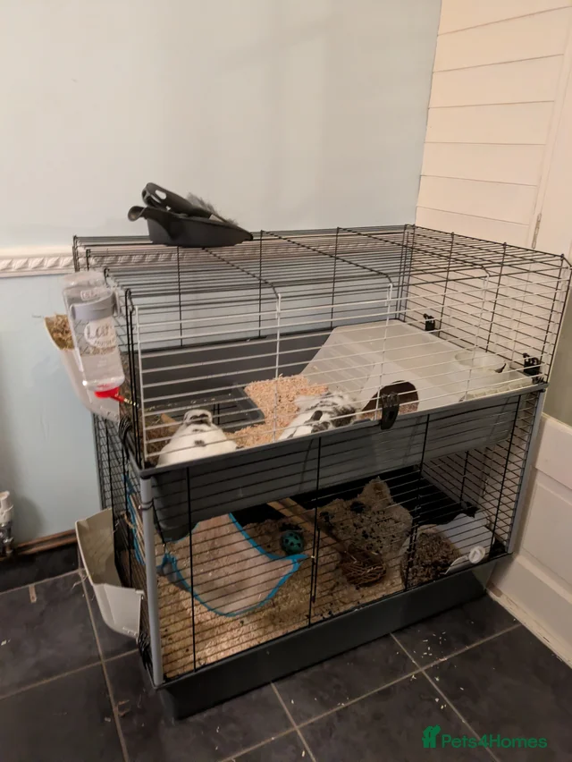 Netherland dwarf rabbits for sale in Leicester | Pets4Homes