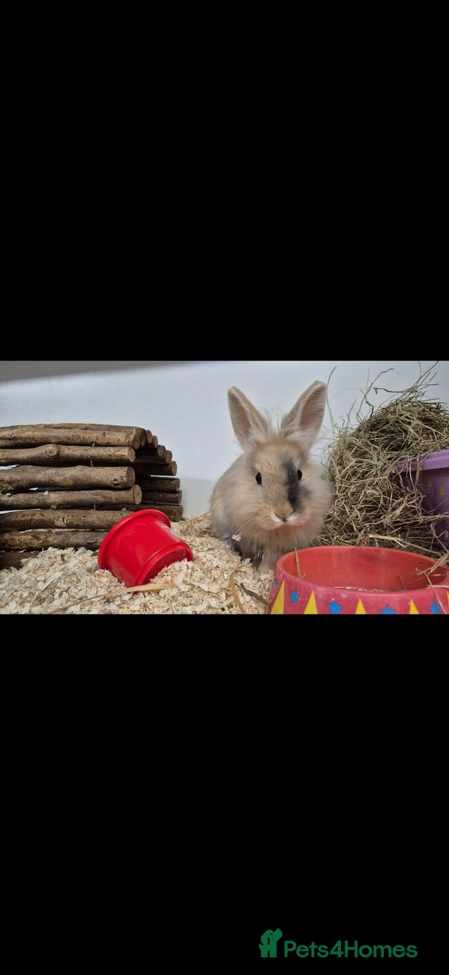 Little Rory vaccinated and castrated for sale in Camberley | Pets4Homes