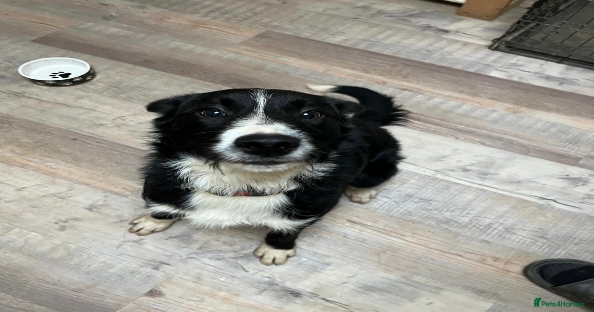 Male Border Collie X Labradoodle for Sale for sale in Oswestry | Pets4Homes