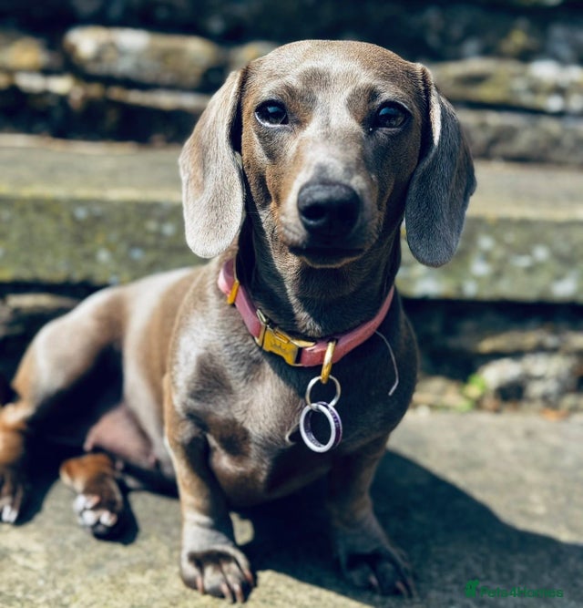 True 1 year old Miniature Dachshund Nellie for sale in Bacup | Pets4Homes