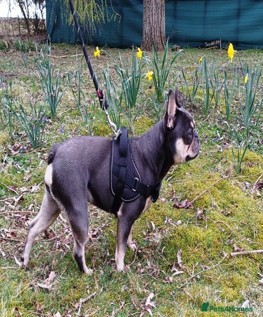 Free Dogs for adoption | Pets4Homes