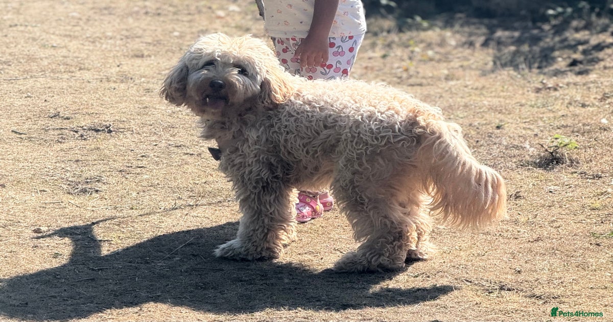 Adorable 1-Year-Old Cockapoo Puppy for Sale for sale in Chertsey ...