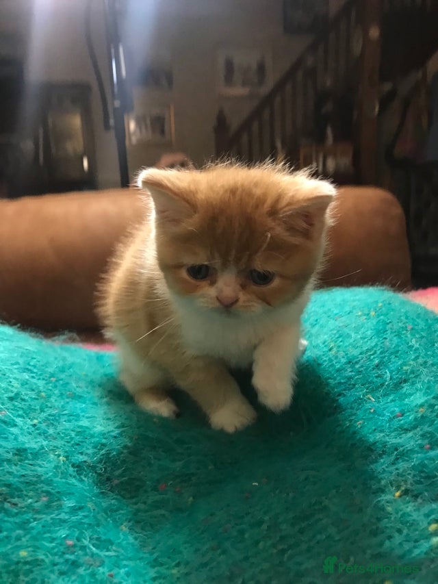 Three Scottish Fold Kittens for sale for sale in Boston | Pets4Homes