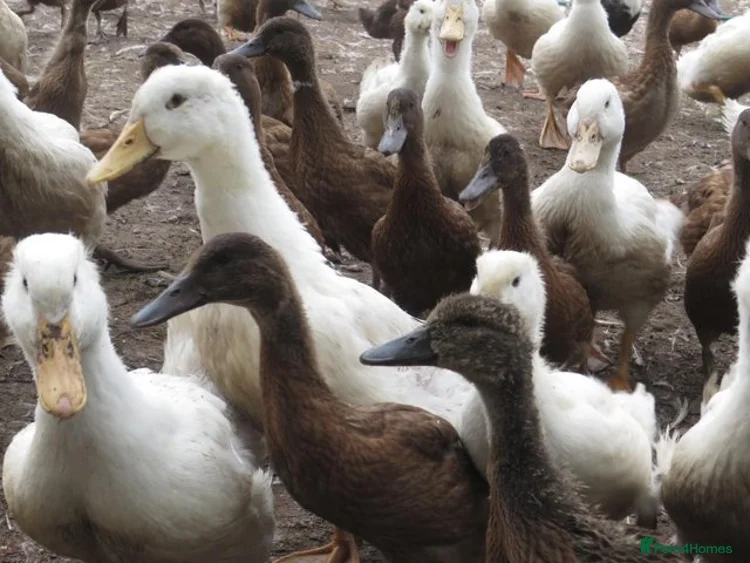 Khaki Campbell , Magpie ducks for sale in Stockport | Pets4Homes