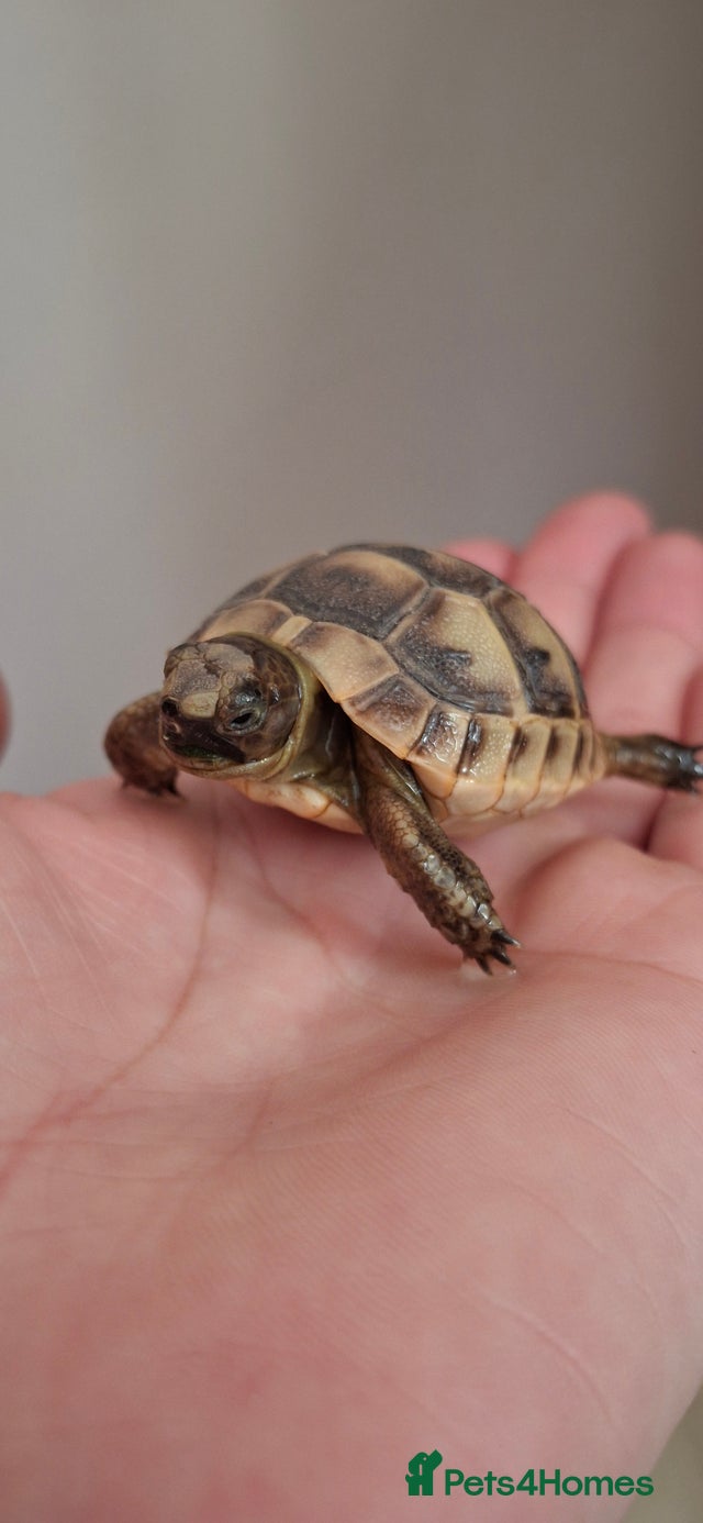 Tortoise Hatchlings for sale for sale in Norwich | Pets4Homes