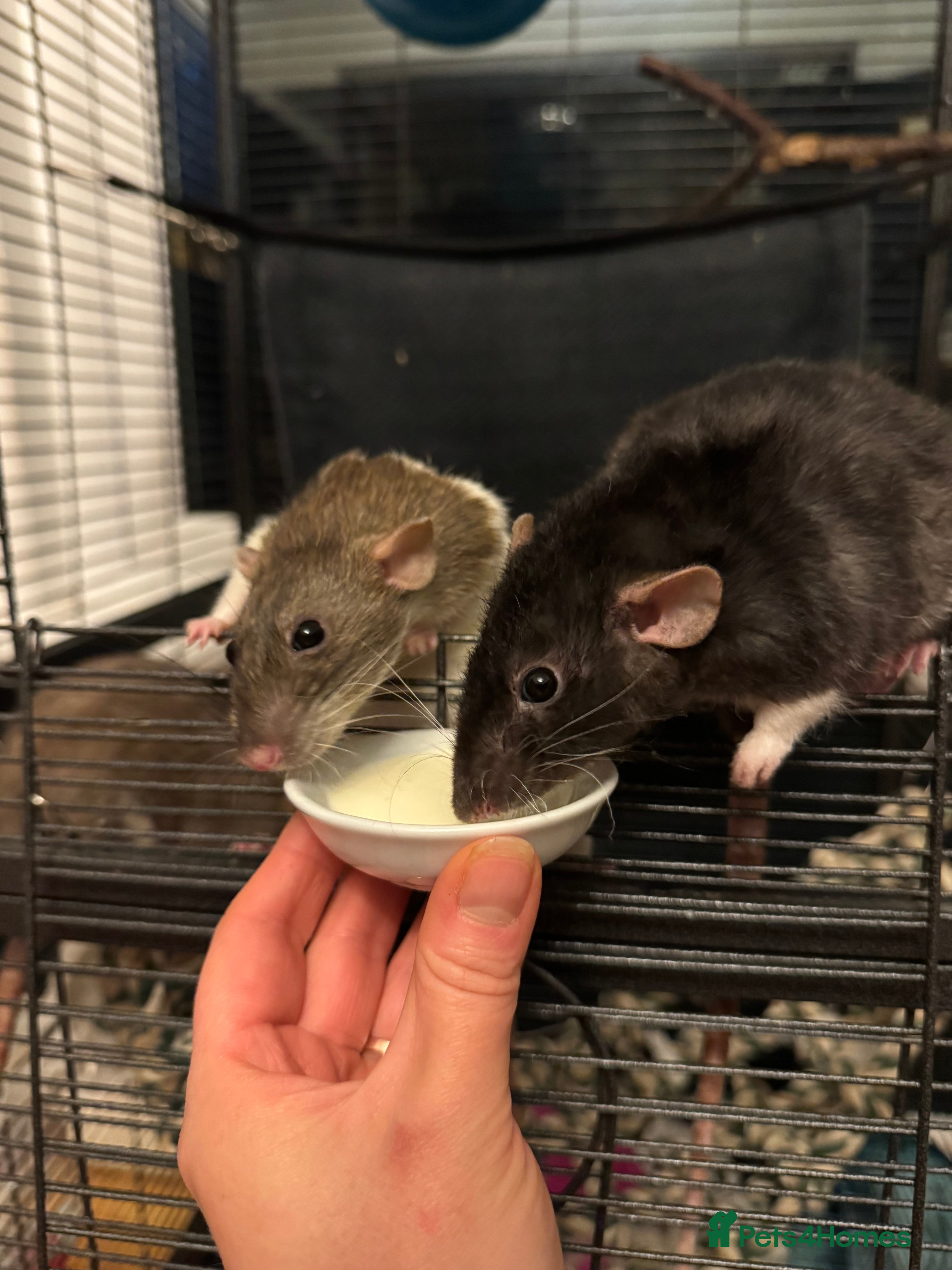 3 female dumbo rats for sale in Gloucester | Pets4Homes