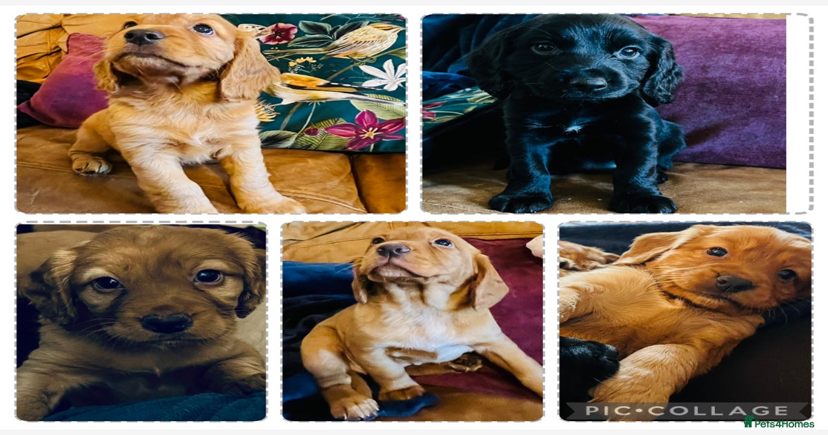 6 beautiful Cocker Spaniel cross Labrador puppies for sale in Plymouth ...