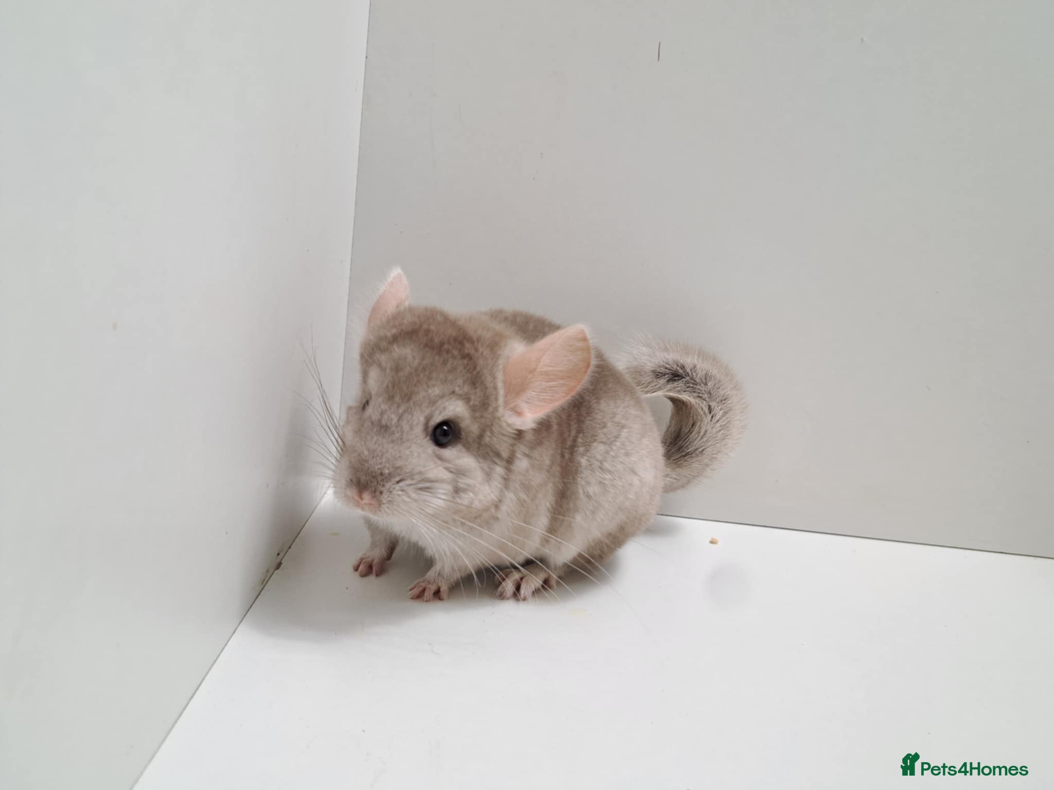 STUNNING BABIES CHINCHILLA MIX COLOURS for sale in Sutton-in-Ashfield ...
