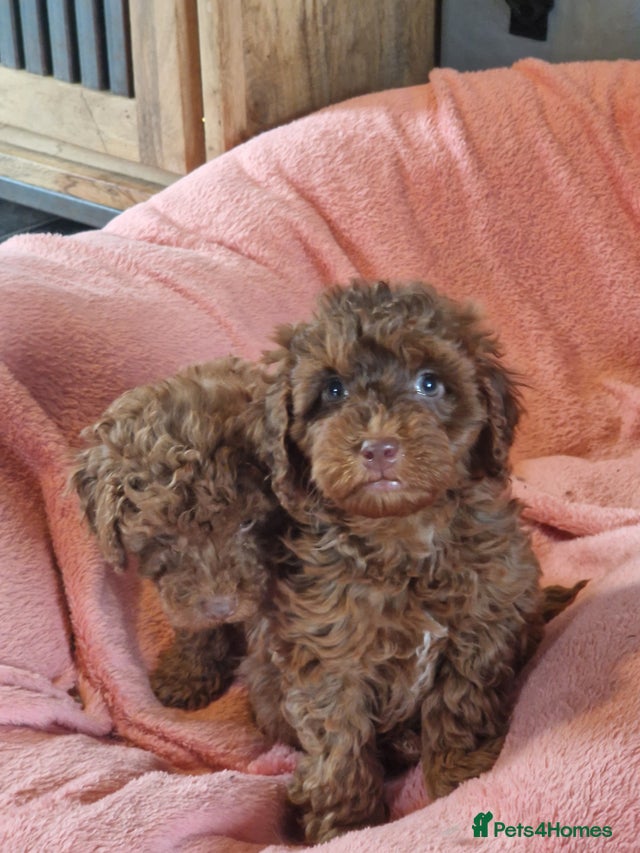 F1b red and sable cockapoos for sale for sale in Leigh | Pets4Homes