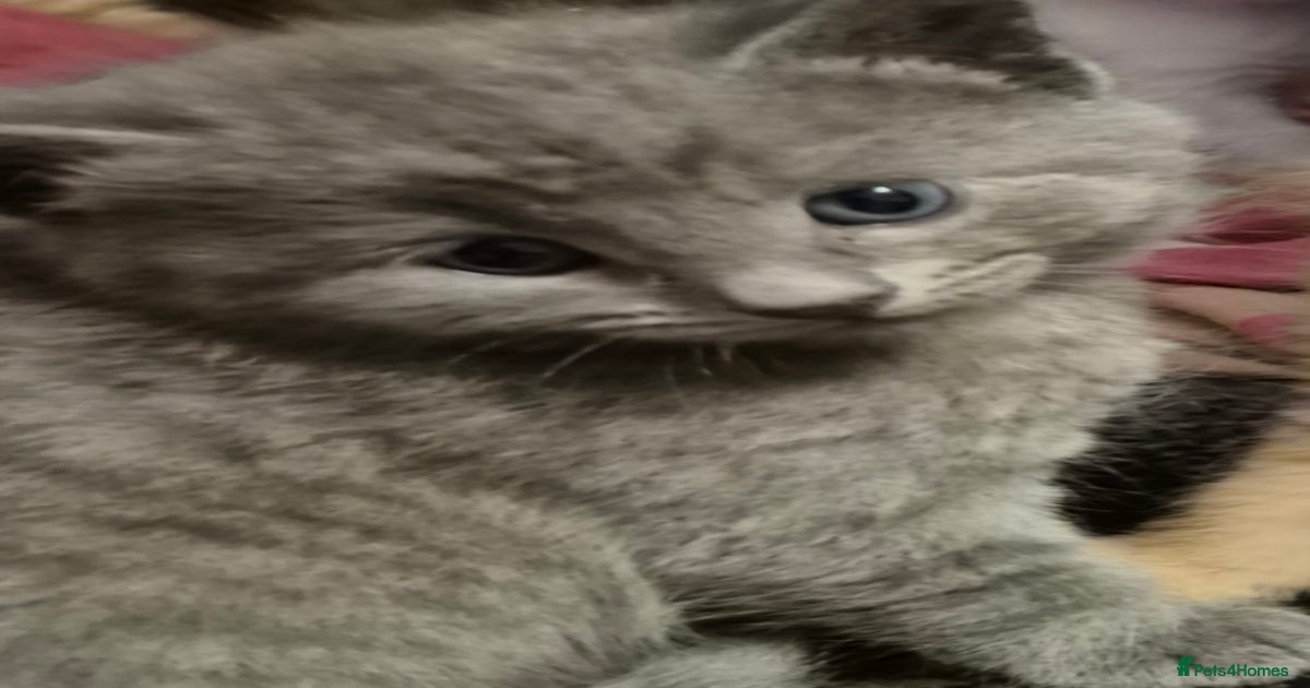 Gorgeous Grey boy kitten 😸 for sale in Rochester | Pets4Homes