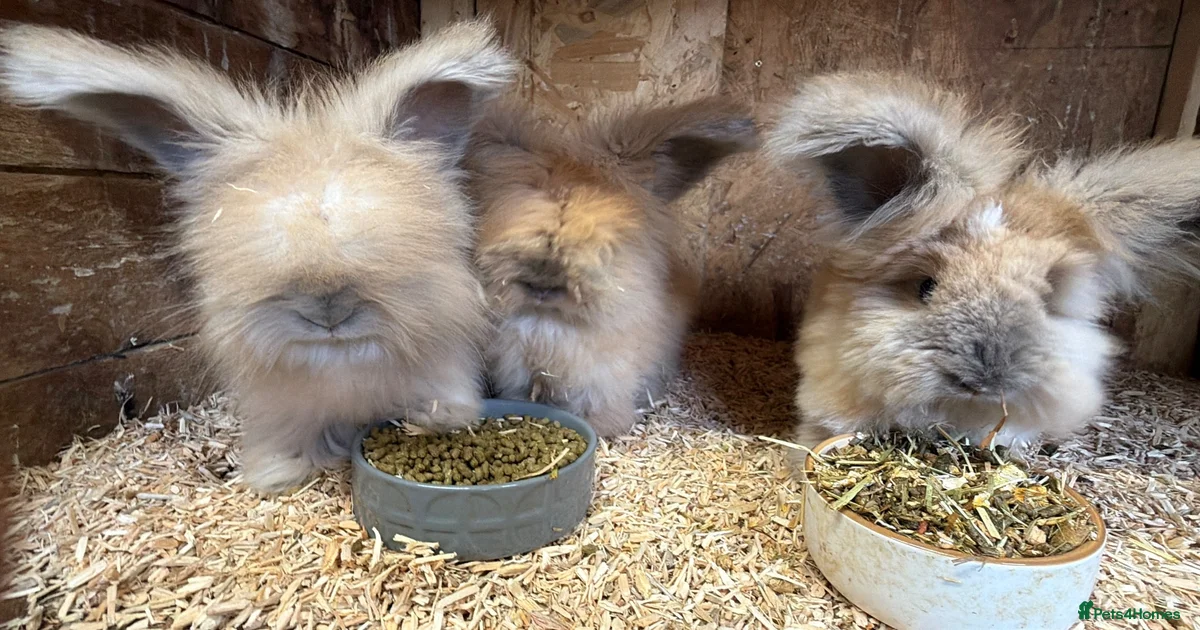 Rabbits for Sale for sale in Wales | Pets4Homes