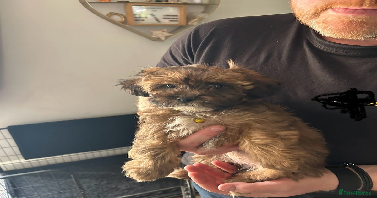 lhasapoos *READY TO LEAVE* ready for walks for sale in Rotherham | Pets4Homes