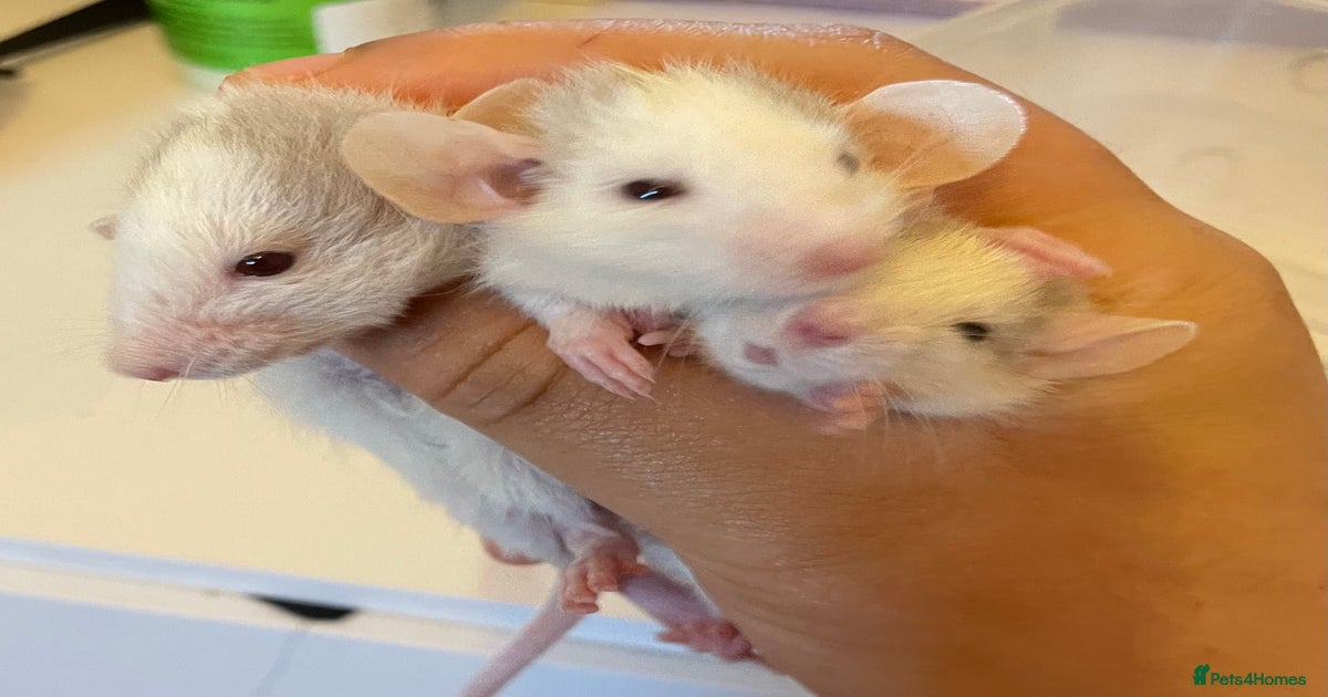Albino Baby fancy rats for sale in Bicester | Pets4Homes