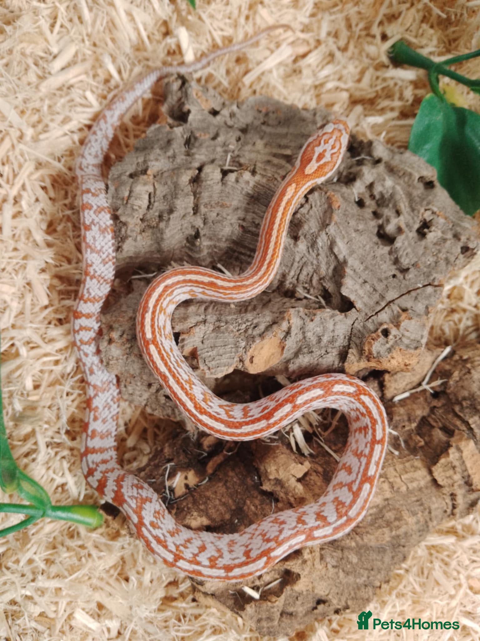 Juvenile Corn Snakes Ready for sale in Frinton-on-Sea | Pets4Homes
