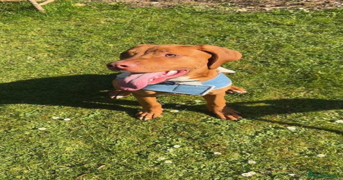 Rhodiesian Ridgeback cross mastiff for sale in Coventry | Pets4Homes