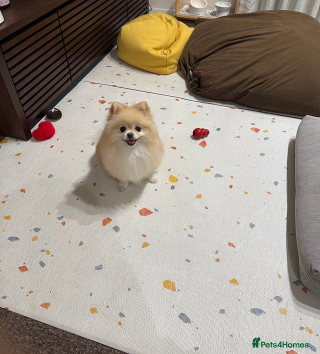 Gorgeous mini Pom girl for sale in Norwich | Pets4Homes