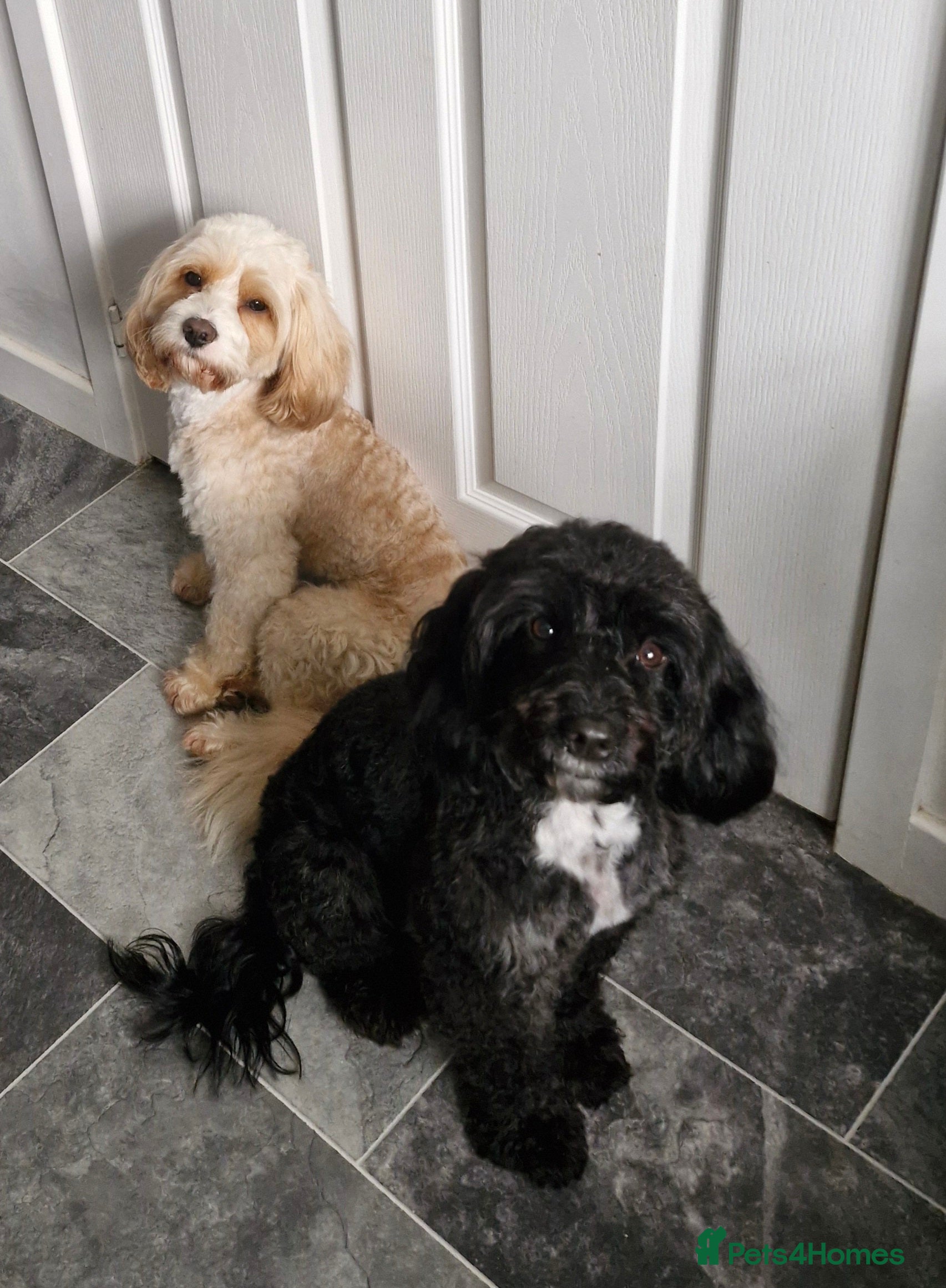 Cavapoo x cockapoo for sale in Glasgow | Pets4Homes