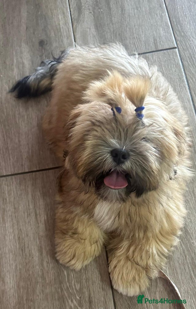 Male Lhasa Apso puppy for sale in Braintree | Pets4Homes