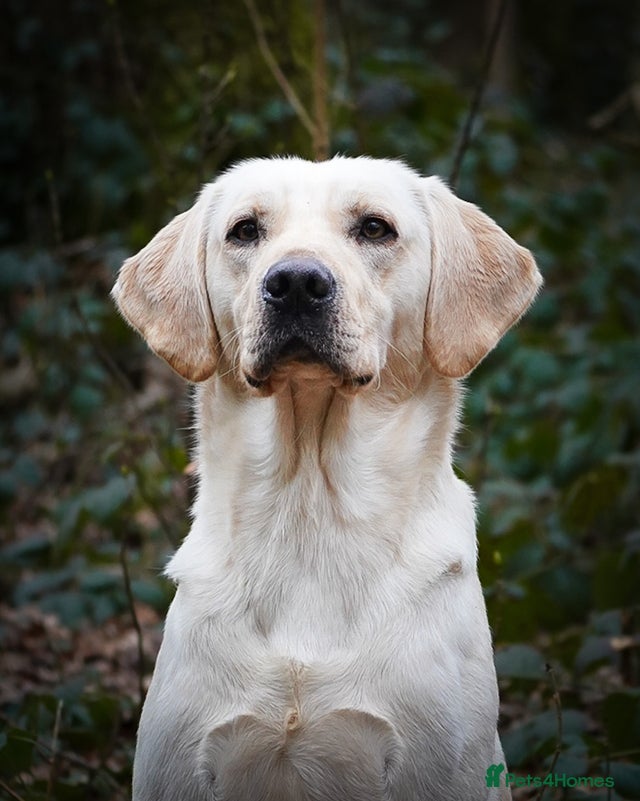 BEAUTIFUL YELLOW LABRADOR DOG AT STUD for stud in Maidenhead | Pets4Homes