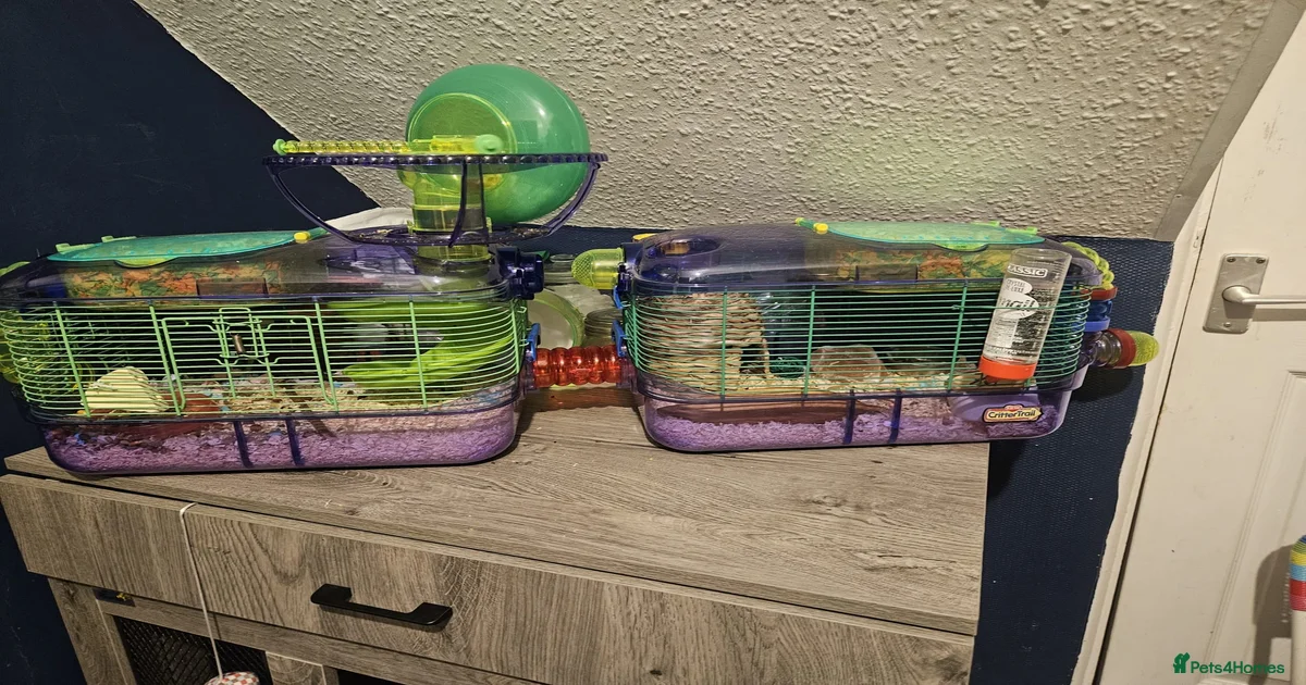 Two female Russian dwarf hamsters with full set up for sale in Stanley ...