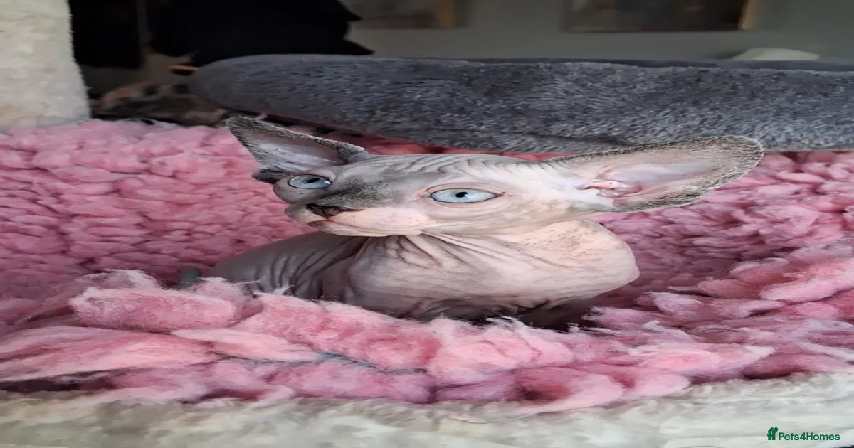 Sphynx Kittens for sale | Pets4Homes