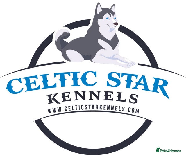 Pomsky Dogs Breed - Information, Temperament, Size & Price | Pets4Homes