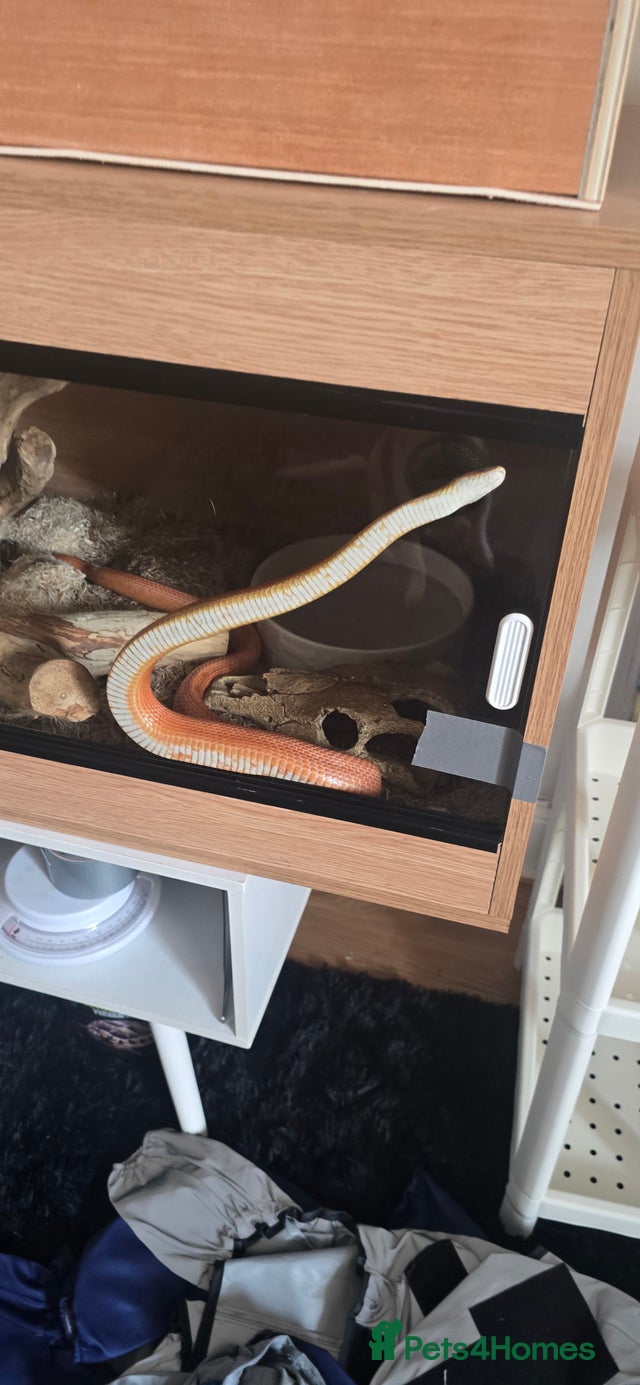 Baby Corn Snake For sale for sale in Peebles | Pets4Homes