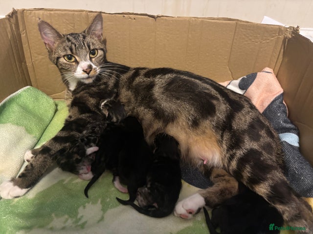 Kittens for sale for sale in Launceston | Pets4Homes