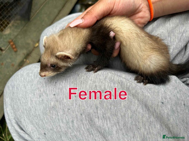 Young ferrets for sale in Walsall | Pets4Homes