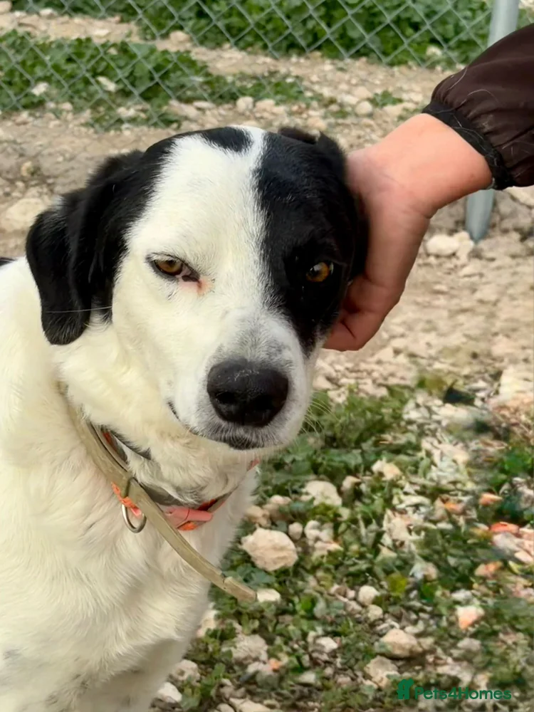 Shadow - medium mix for adoption in Weymouth | Pets4Homes