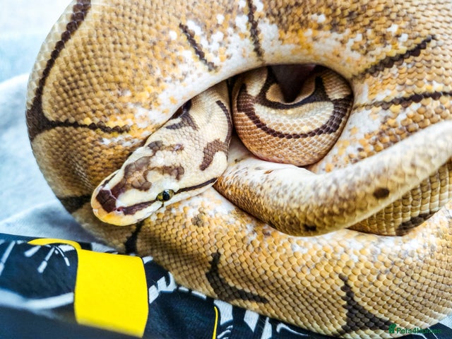 3 Year Old Ball Python for sale in Llandudno | Pets4Homes