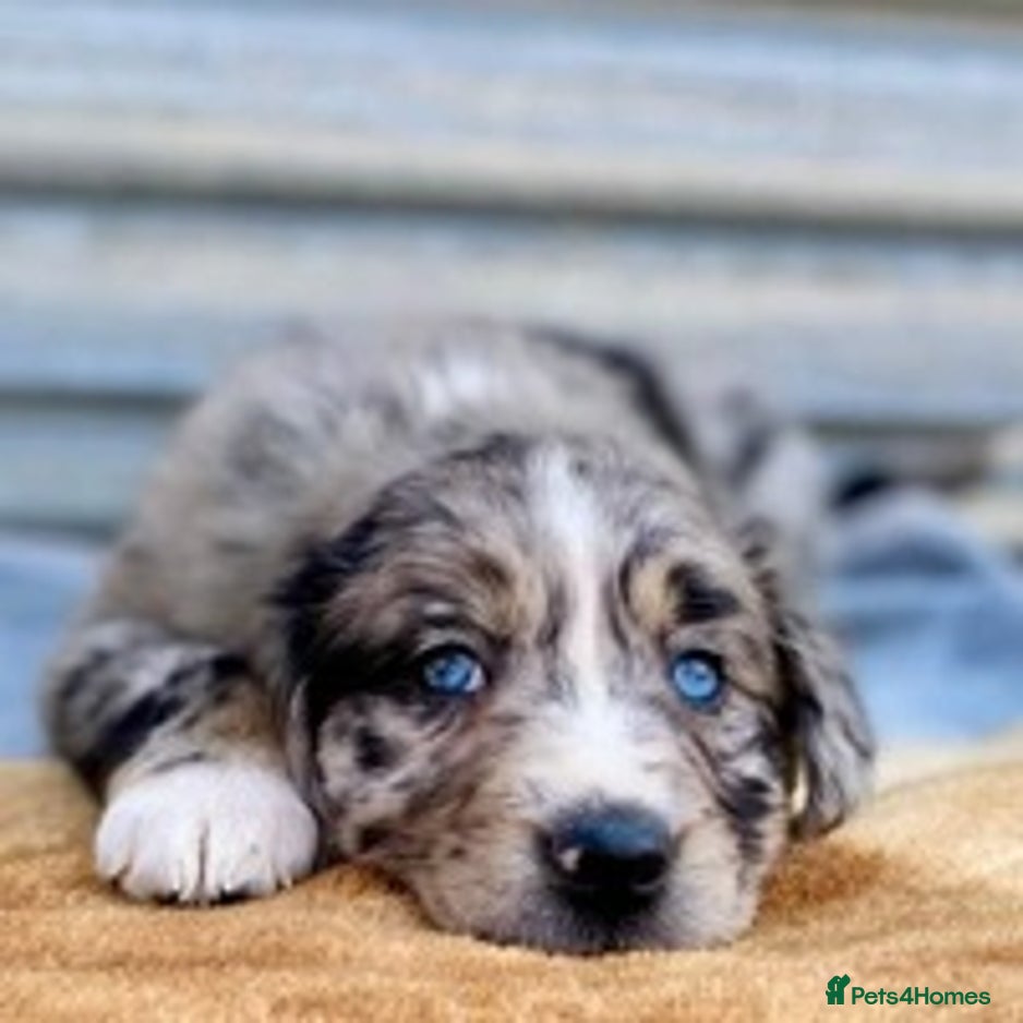 Weimaraner Dogs Breed - Information, Temperament, Size & Price | Pets4Homes