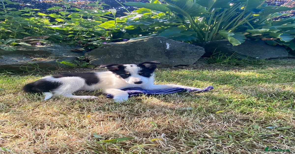 Fabulous Border Collie Puppies for sale in Carmarthen | Pets4Homes