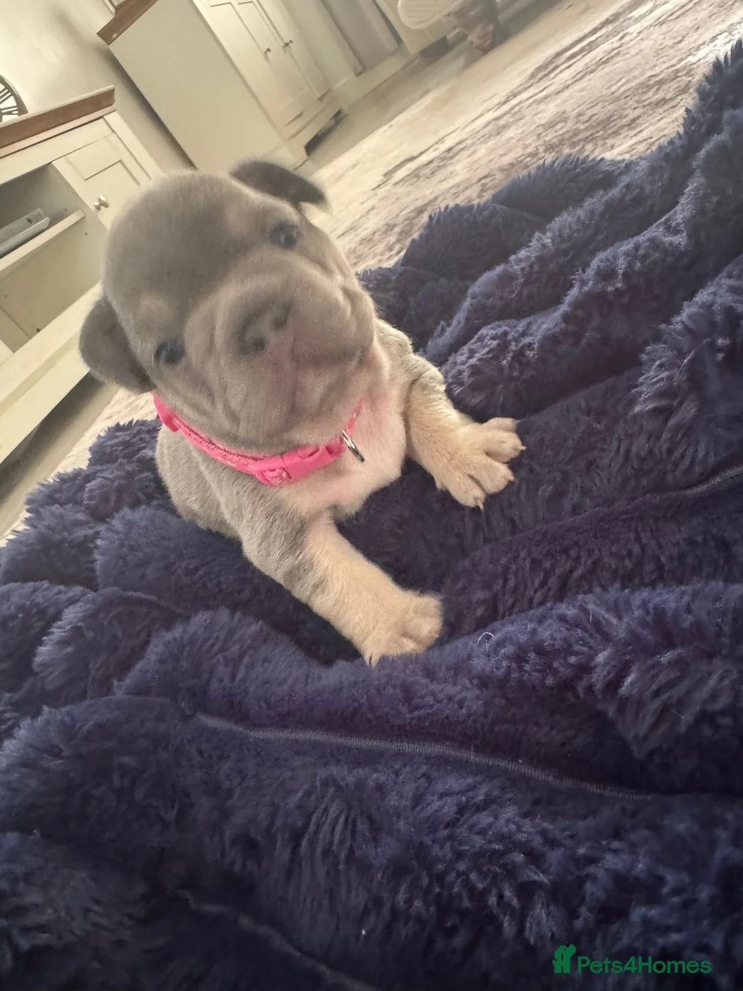 Lilac & Tan KC Reg French Bulldog puppies for sale in Canvey Island ...