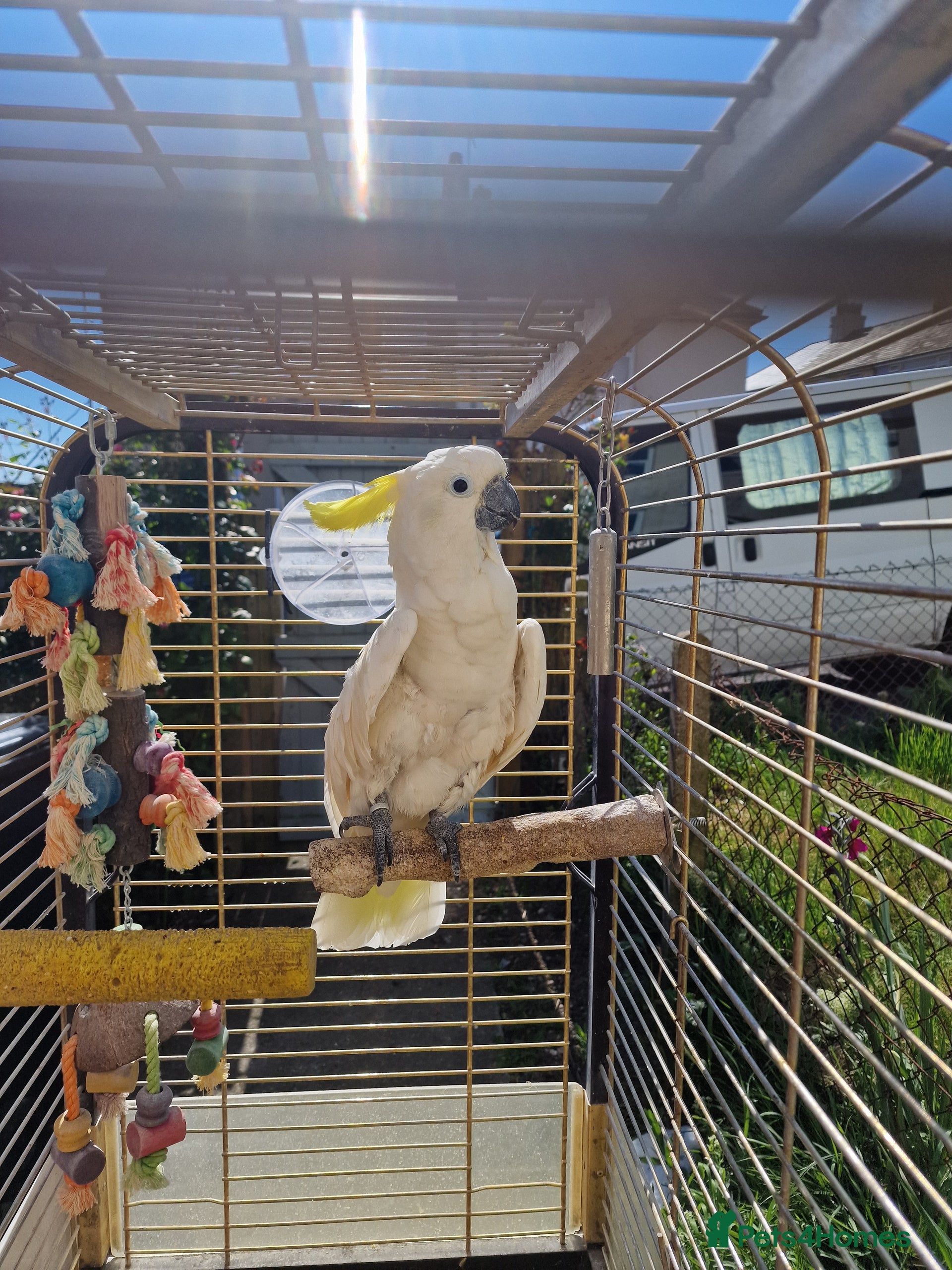Cockatoo birds for sale | Pets4Homes