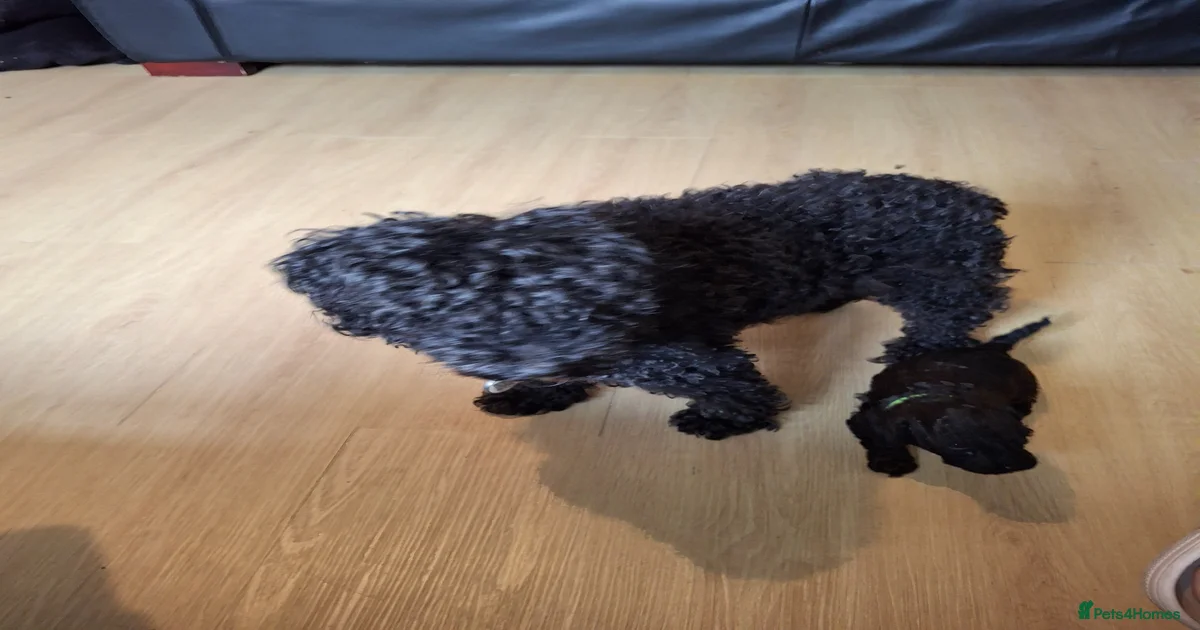 Puppies for sale in Portsmouth, Portsmouth | Pets4Homes