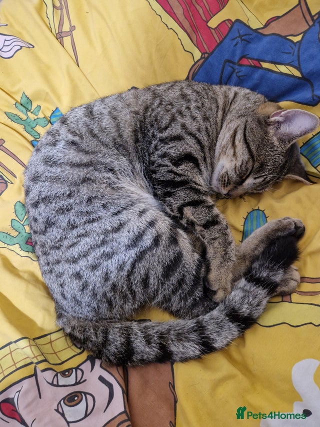 Ragdoll x Egyptian Mau for sale in Saltash | Pets4Homes