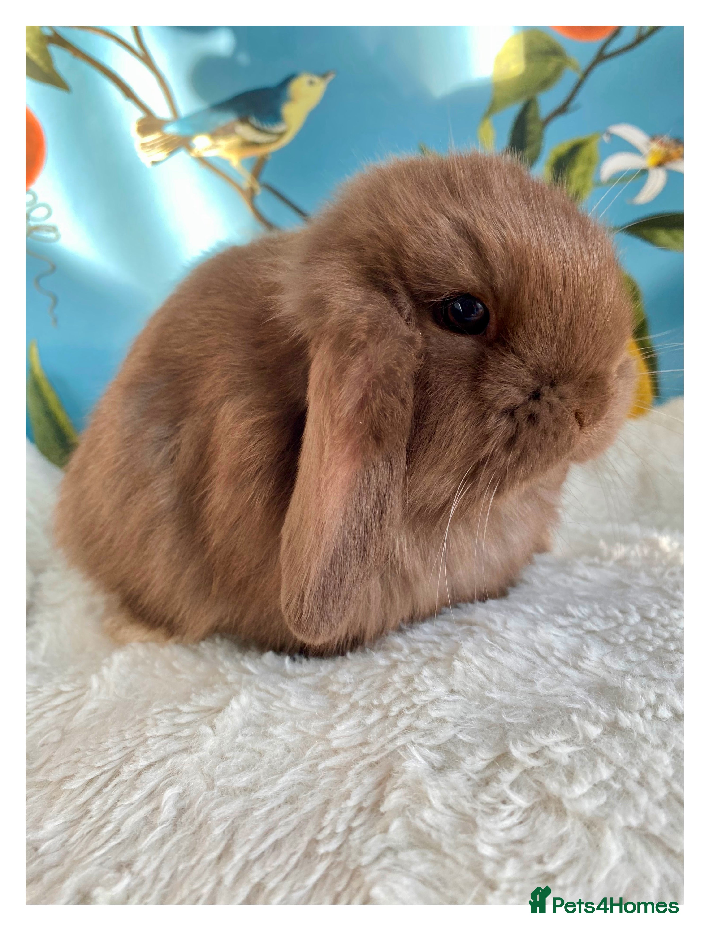 Pure bred mini lop bunnies for sale in | Pets4Homes