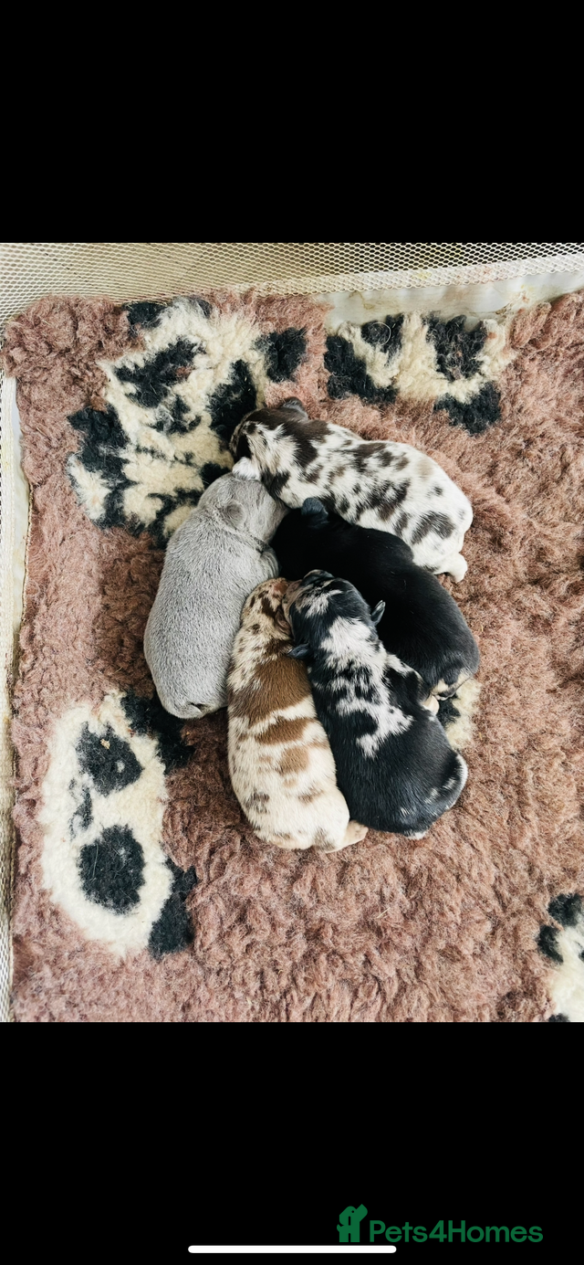 1 left fluffy rojo & tan merle female frenchie for sale in Bargoed ...