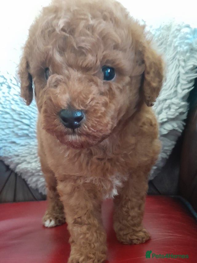 Cavapoo deep red fox miniature puppies for sale in Chester | Pets4Homes