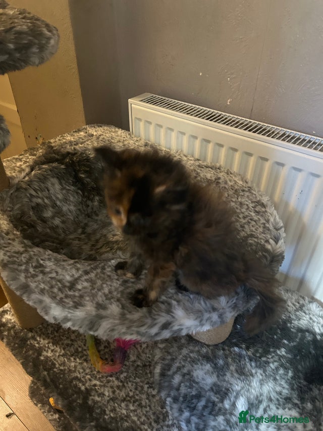 8 beautiful mainecoon kittens for sale for sale in London | Pets4Homes