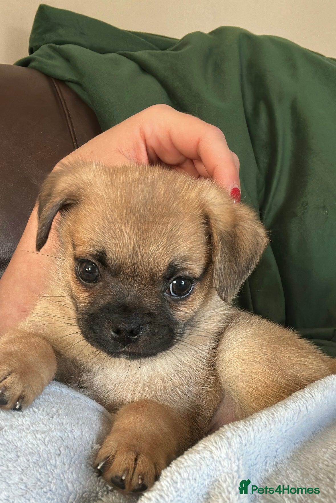 Pug cross Pom 8 weeks old for sale in Wolverhampton | Pets4Homes