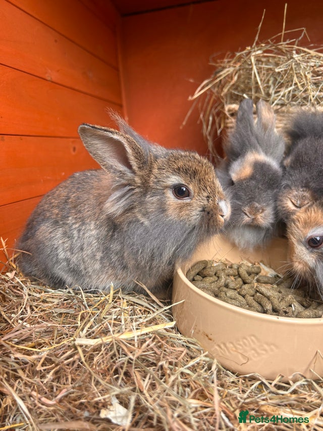 Baby rabbits for sale in Bristol | Pets4Homes