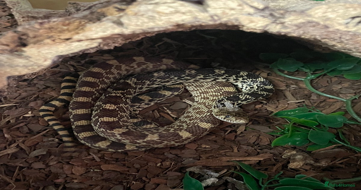 Male Bull Snake for sale in Bo'ness | Pets4Homes