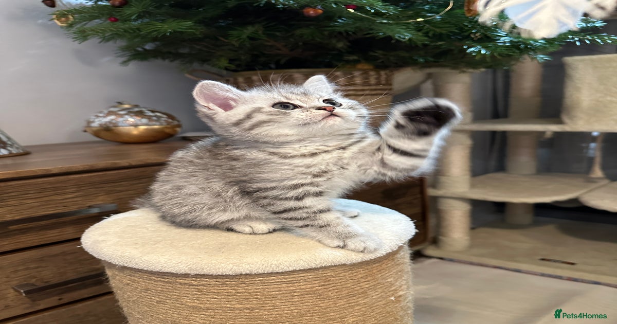 The world’s cutest TICA BSH Silver Tabby Kittens for sale in Northolt ...